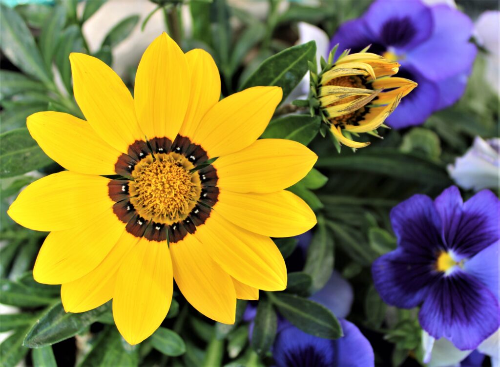 The Treasure Flower - Crescent Heights Chapel